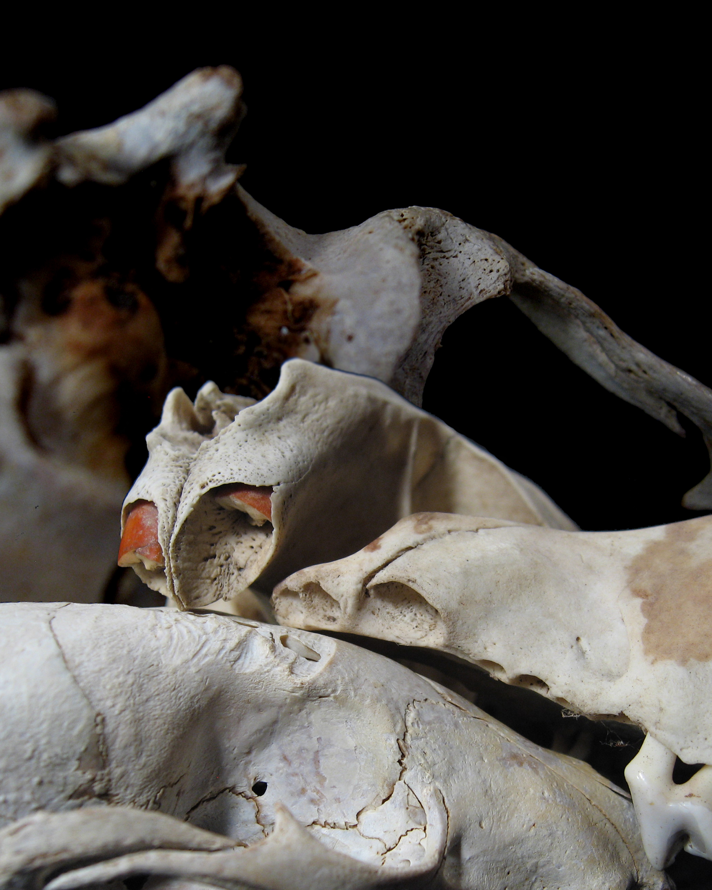 Bone Landscapes – Rachel Rasfeld
