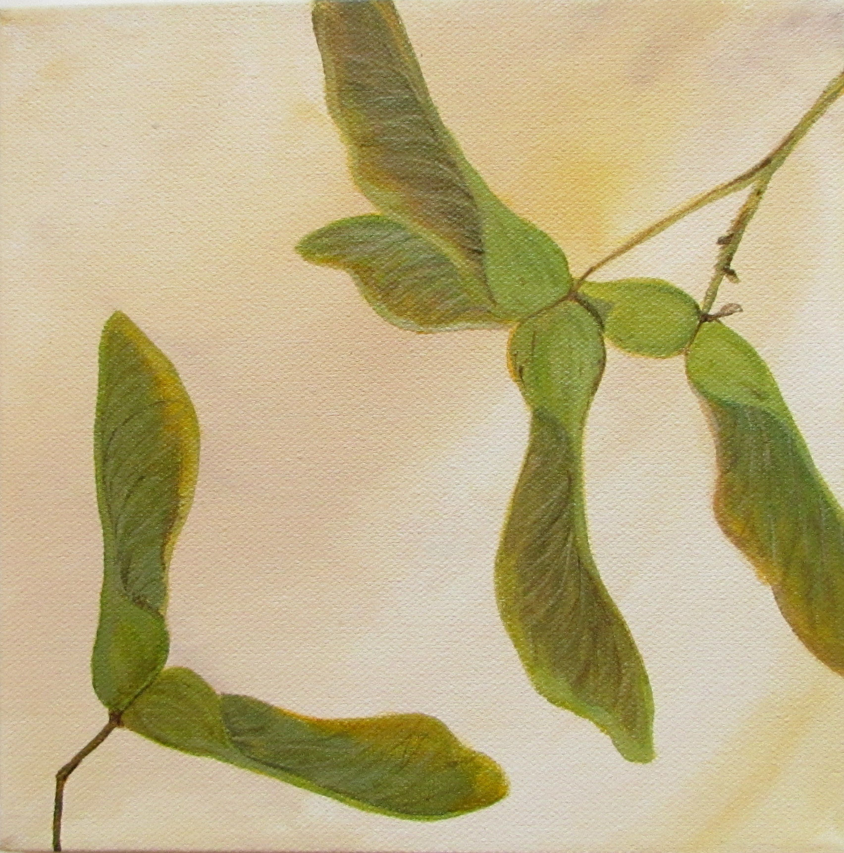 Norway Maple Samaras – Rachel Rasfeld